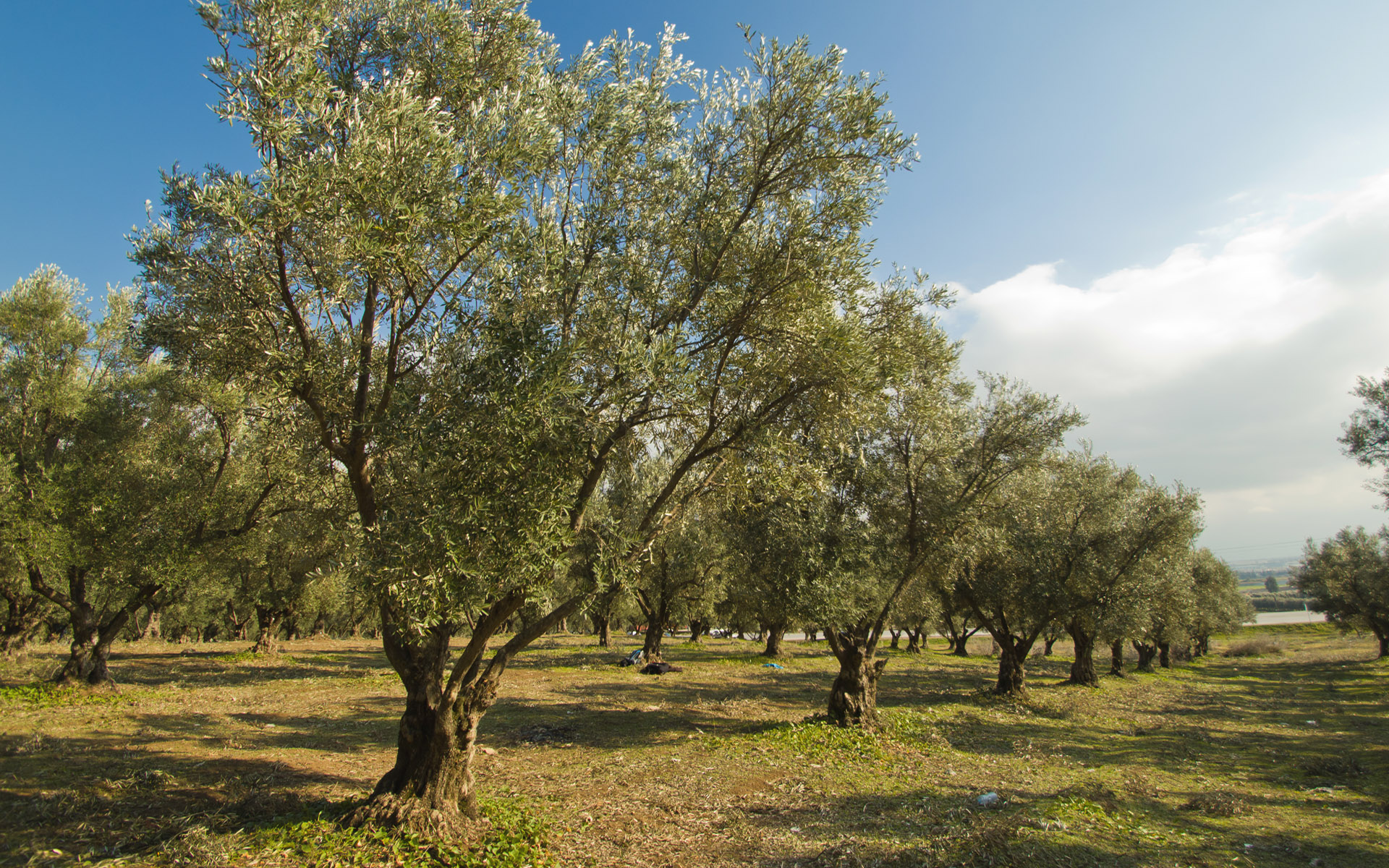 Sparta Gourmet - Olive Oil: A Miracle of Nature